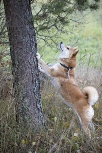 Kasvatusfilosofia – Kennel Asagao